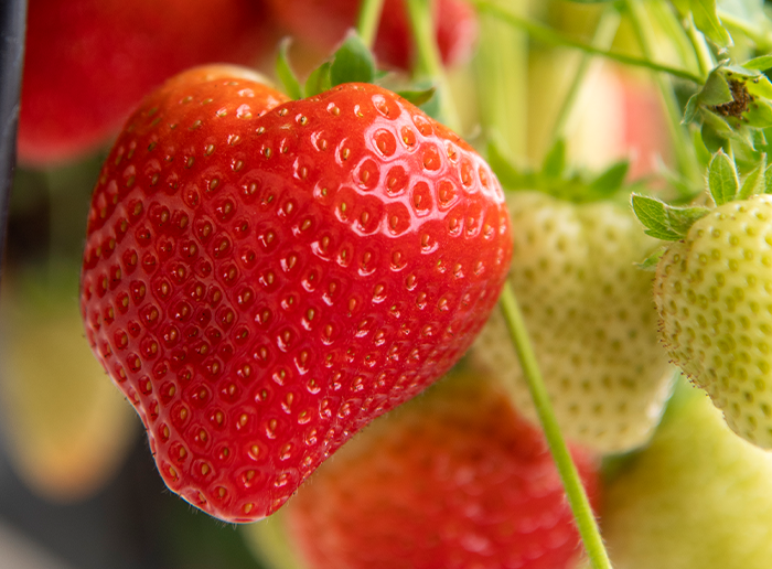 Fraises belges, fraîchement cueillies | Spar Colruyt Group