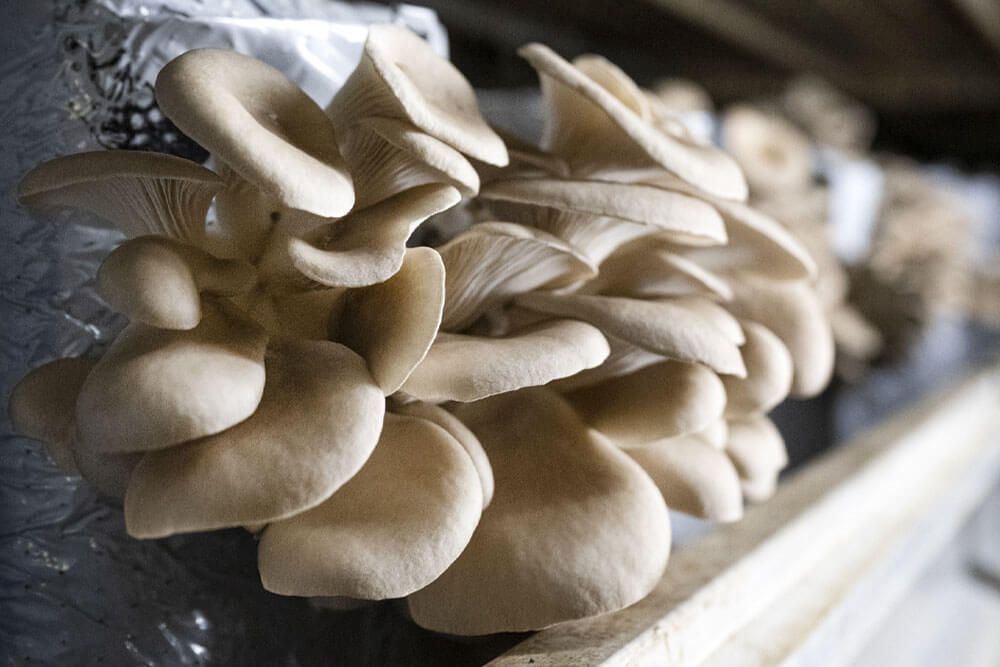 Pleurotes bio cultivés en Belgique | Spar Colruyt Group